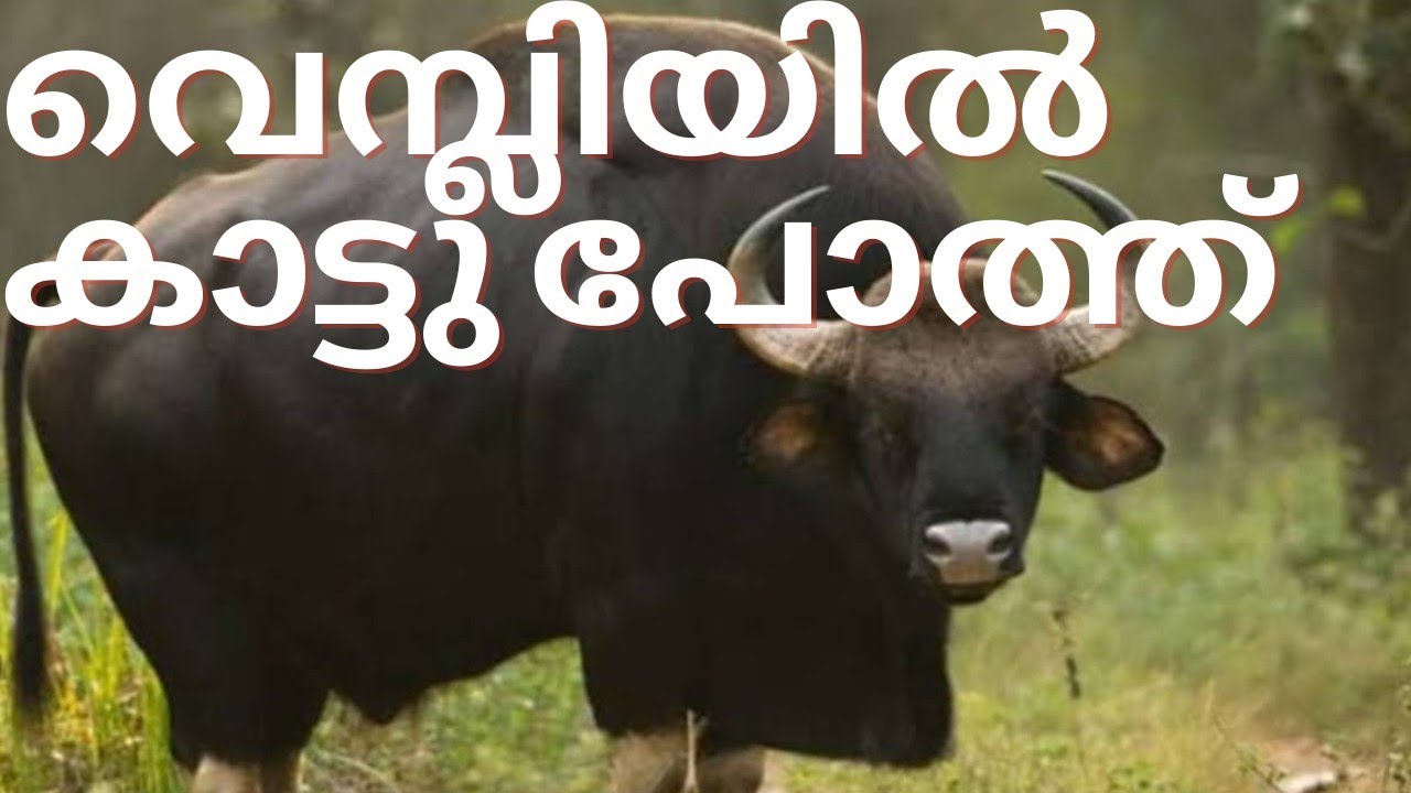 വെമ്പ്ലിയിൽകാട്ടു പോത്ത്‌ #kattupothu #exclusive # ...