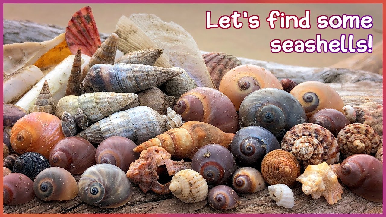 Finding Seashells in the Mangroves | Back to Hervey Bay [Virtual ...