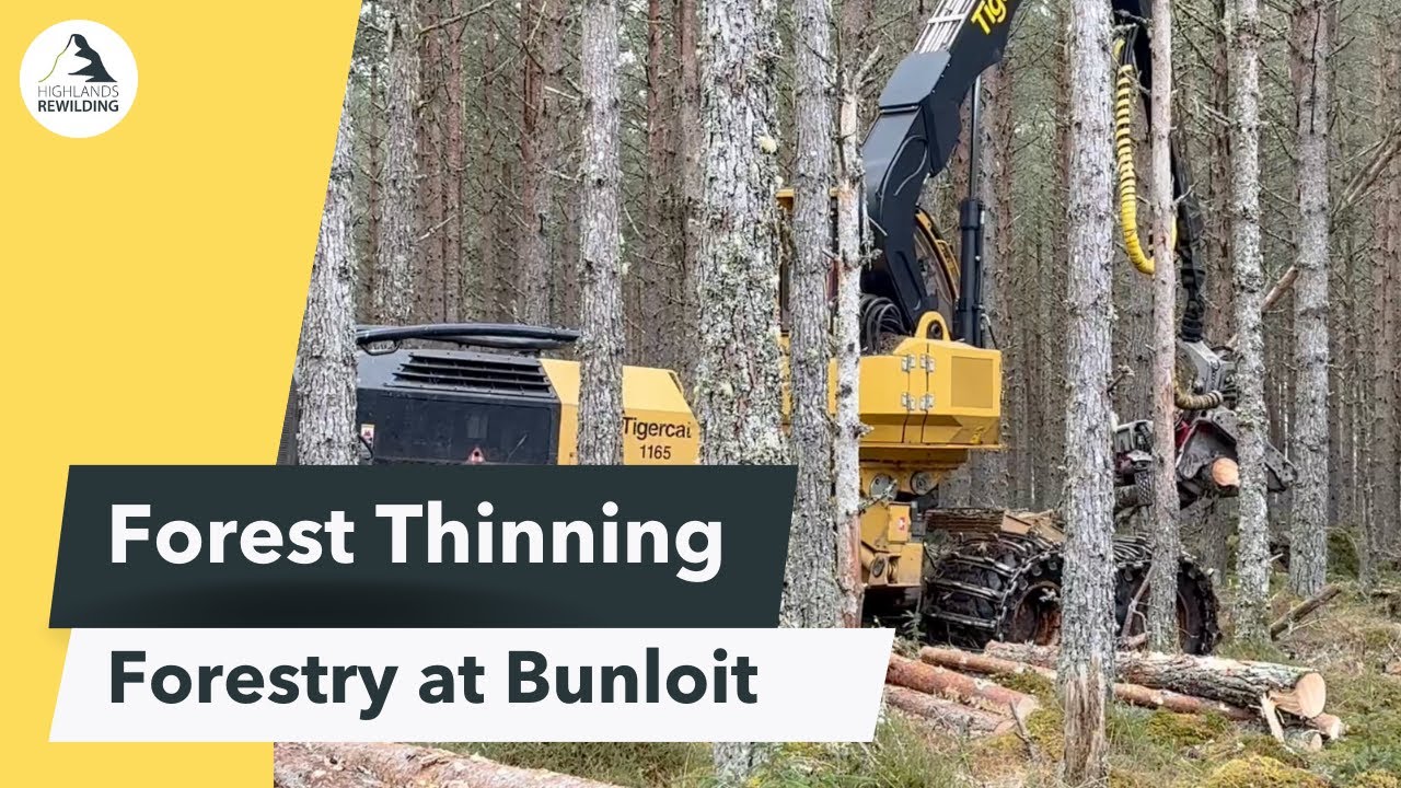 Forest Thinning - YouTube