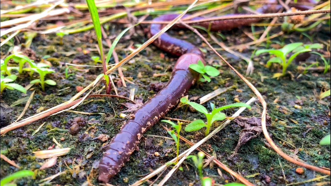 Earthworms are traveling confidently towards the forest #earthworm ...
