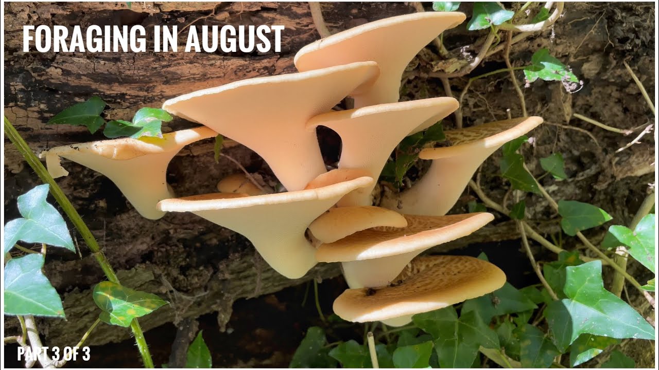 Foraging in August - UK Wildcrafts Foraging Calendar (Part 3 of 3 ...
