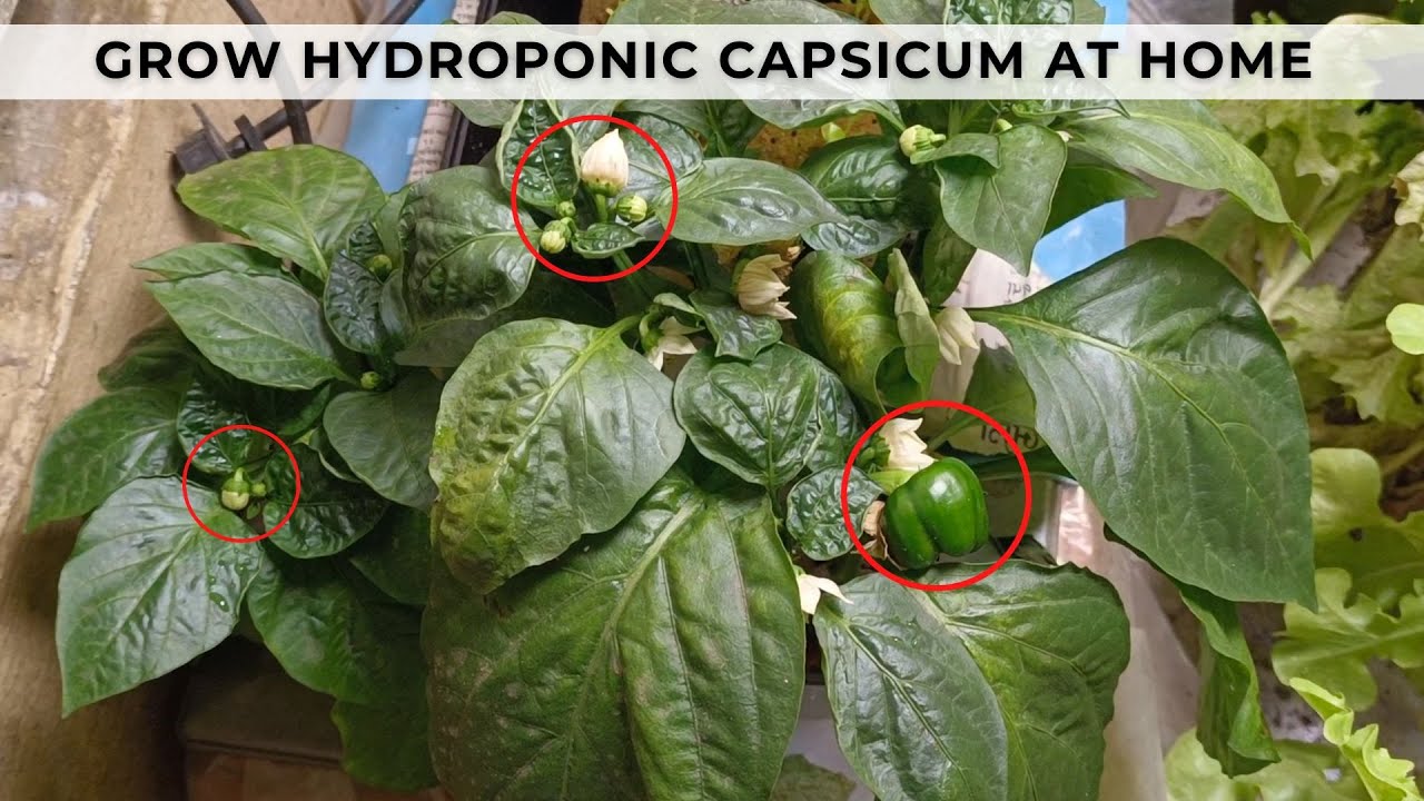 How to Grow DWC Hydroponic Bell Peppers at Home? - YouTube