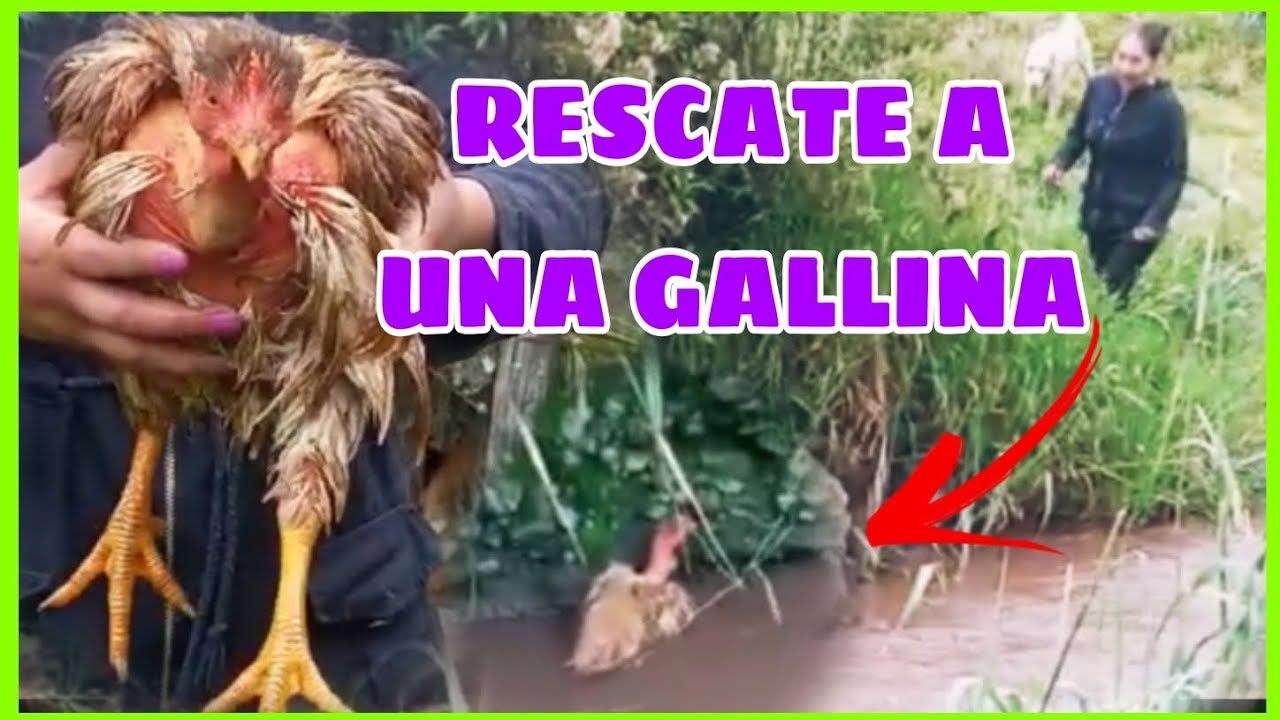 RESCATE A UNA GALLINA la corriente del Río se la estaba llevando 🐔🌊 ...