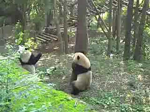 Panda Fishing - YouTube