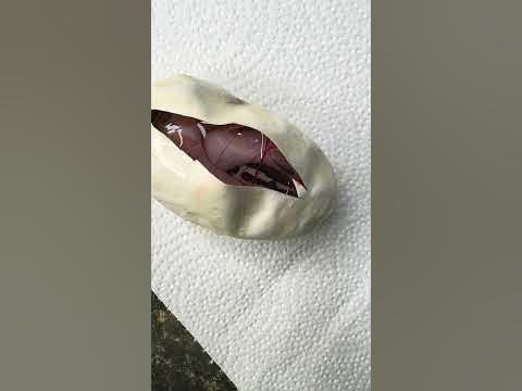 Baby pied ball pythons hatching! - YouTube