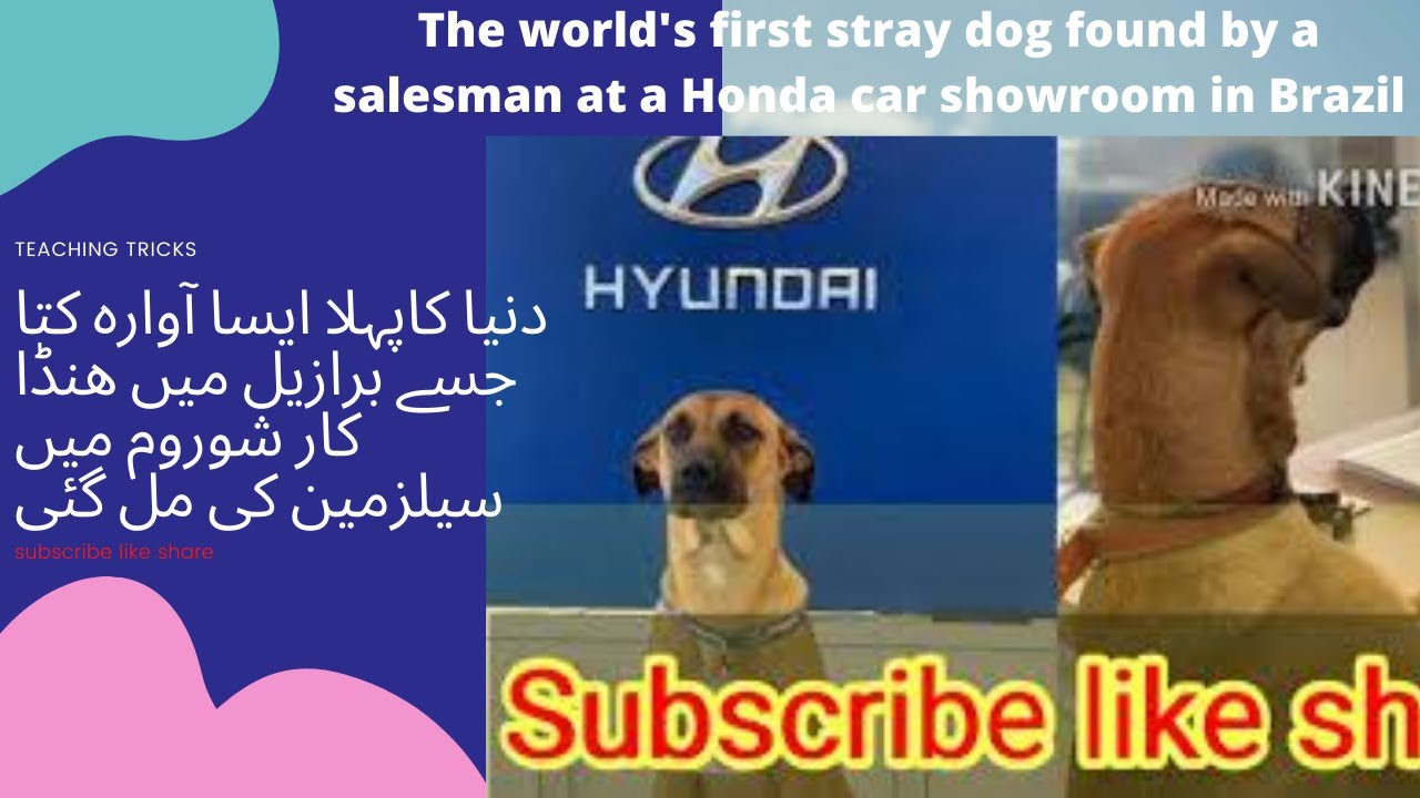 amazing dog in Brazil Hyundai motors give him salesman job | Dog ...