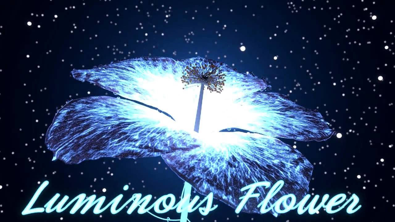 Luminous Flower Intro - YouTube