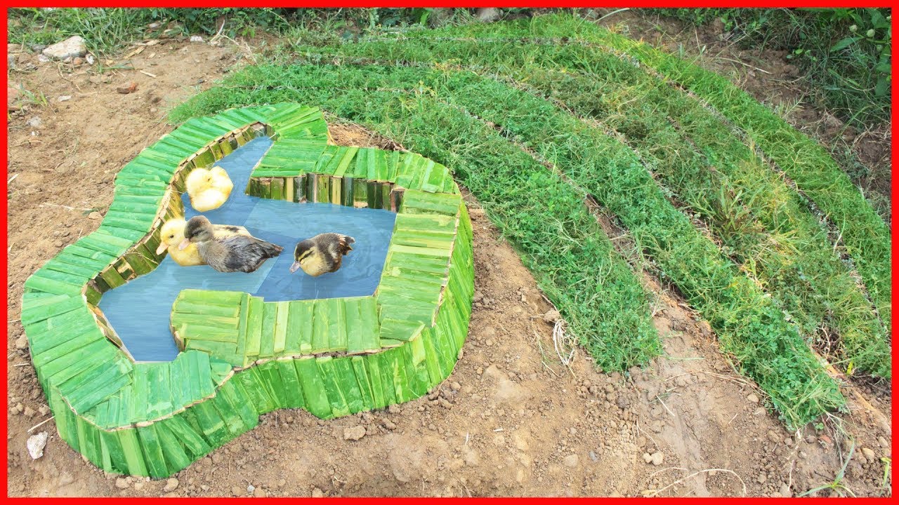 Building Swimming Pool For Baby Ducks - YouTube