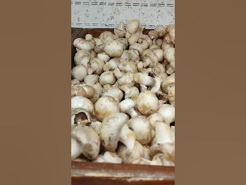 Грибы шампиньоны.Цена.Магазин Маркет опт#грибы#шампиньоны#цена# ...