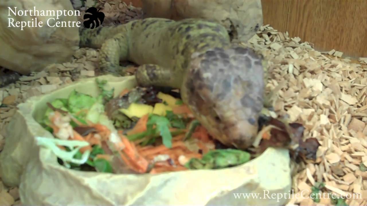 Monkey Tailed Skink eating his fresh fruit and salad leaves diet - YouTube