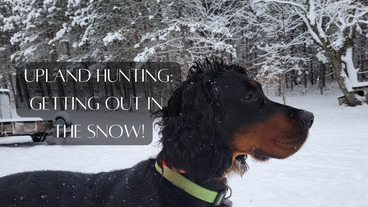 Upland Hunting: Getting out in the snow! - YouTube