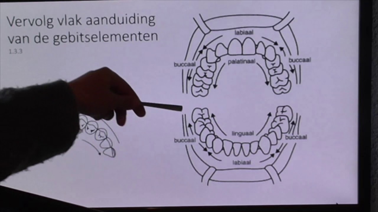 Hoorcollege tandheelkundige anatomie en pathologie, BBL bijeenkomst 2 ...