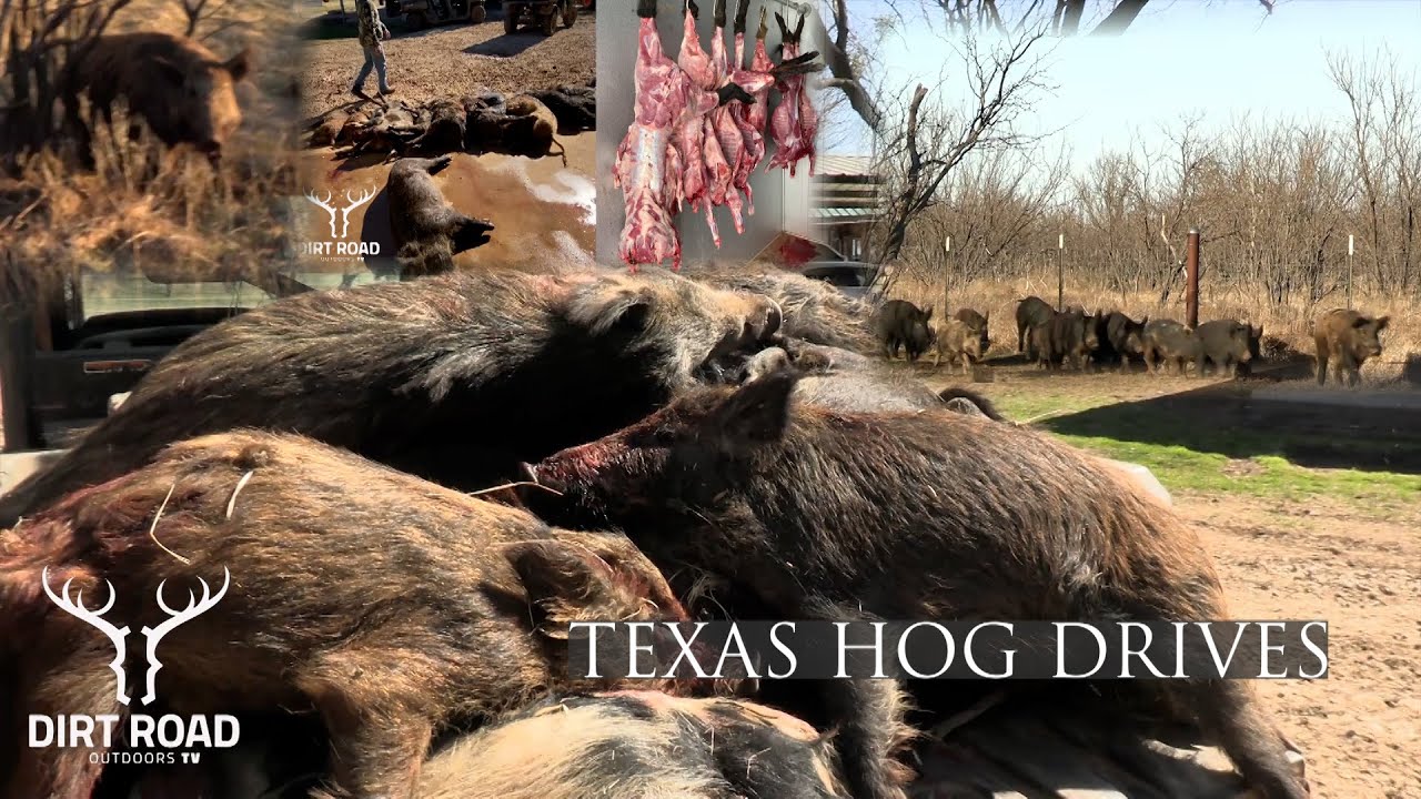 TEXAS HOG DRIVES{drive hogs like deer} - YouTube