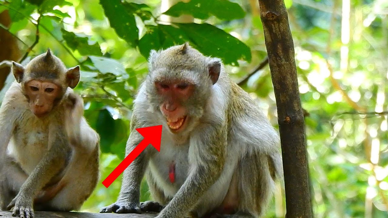 Monkey Jane on 17 01 25 - YouTube