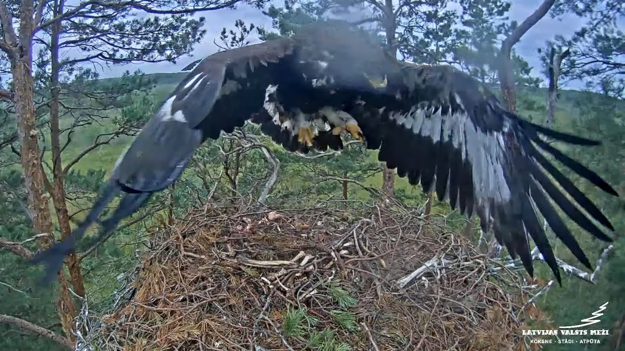 LVM Golden Eagle / Meldrs gandrīz izlec no ligzdas 😲 Meldrs almost ...