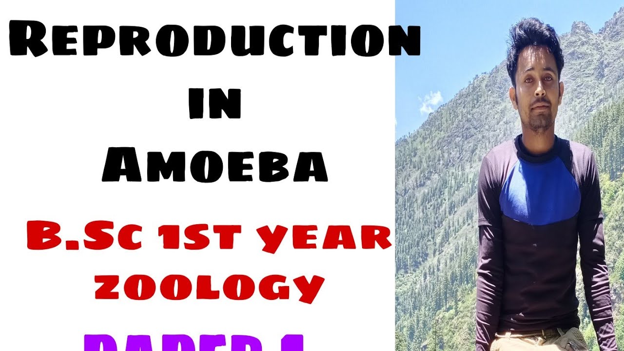 Reproduction in amoeba|binary and multiple fission|B.Sc 1st year ...