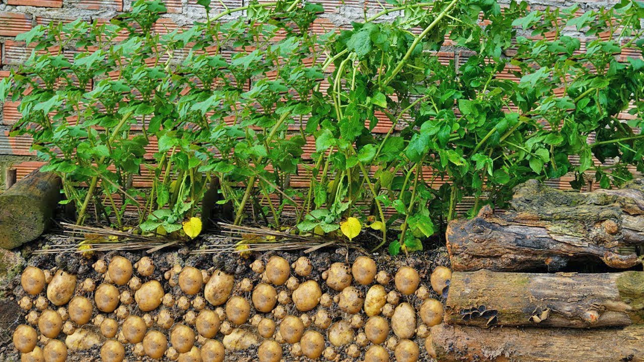 How to Grow Potatoes: Growing Potatoes to A Big Harvest - YouTube