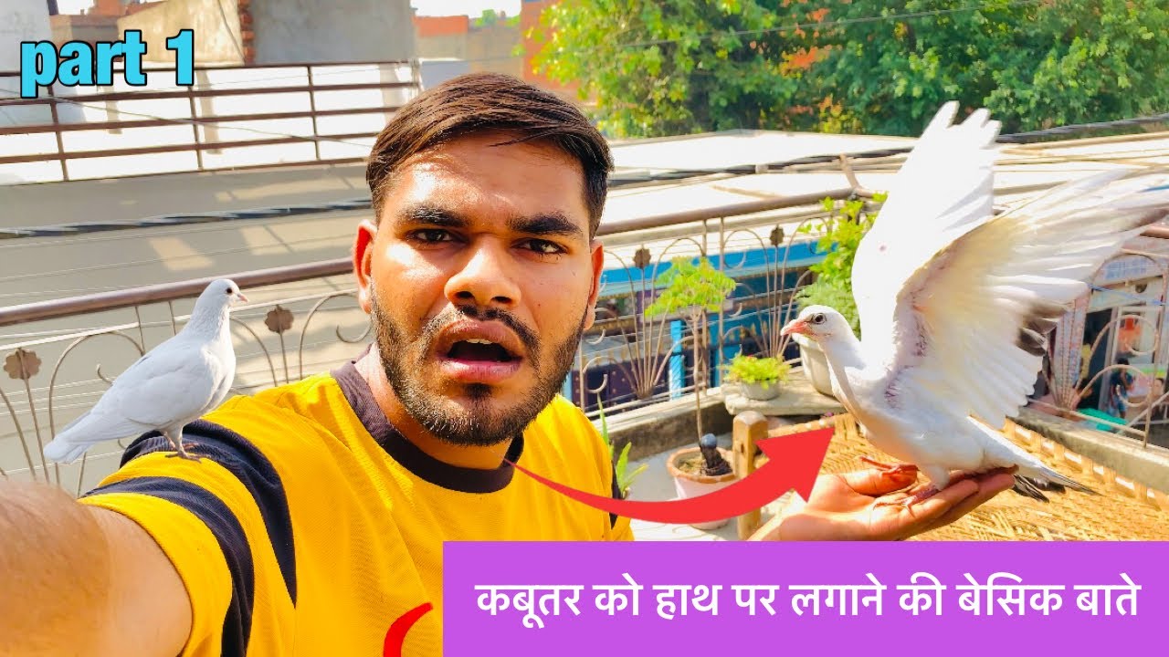 Kabootar ko hath par kasie train kara 🙌🏾🕊️ part 1 - YouTube