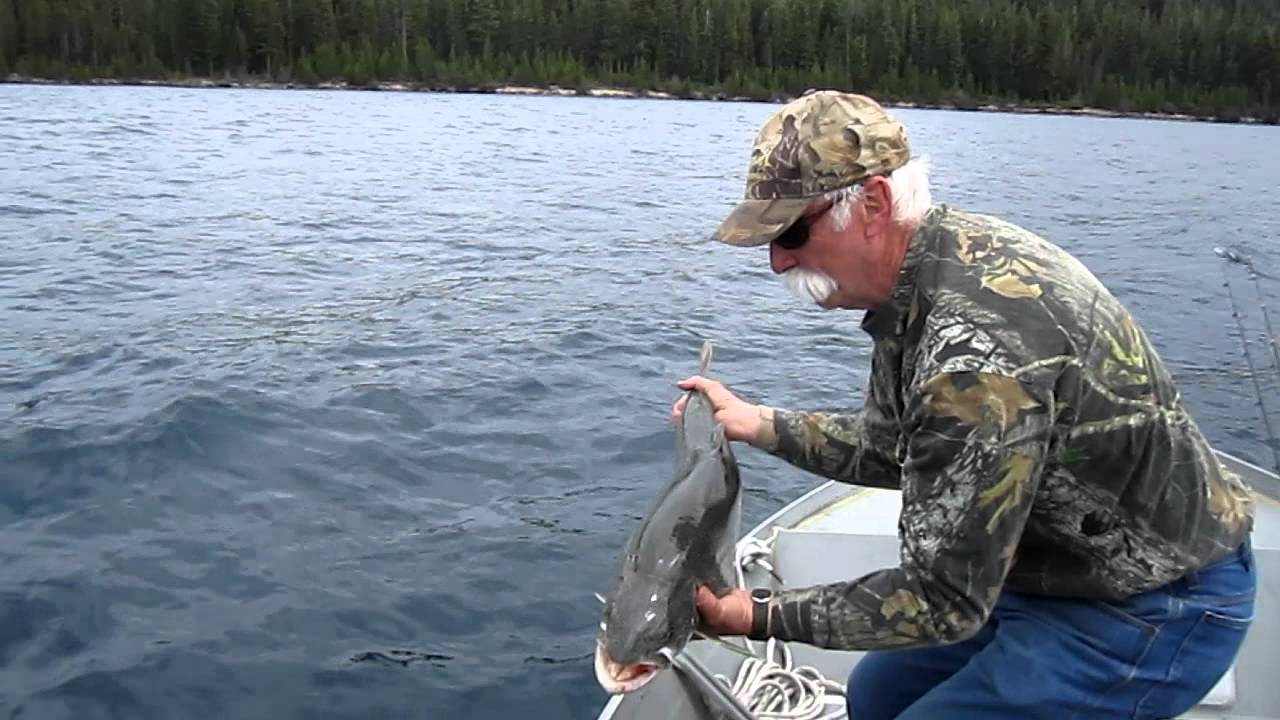 Release of another Monster Lake Trout at Crescent Lake Oregon - YouTube