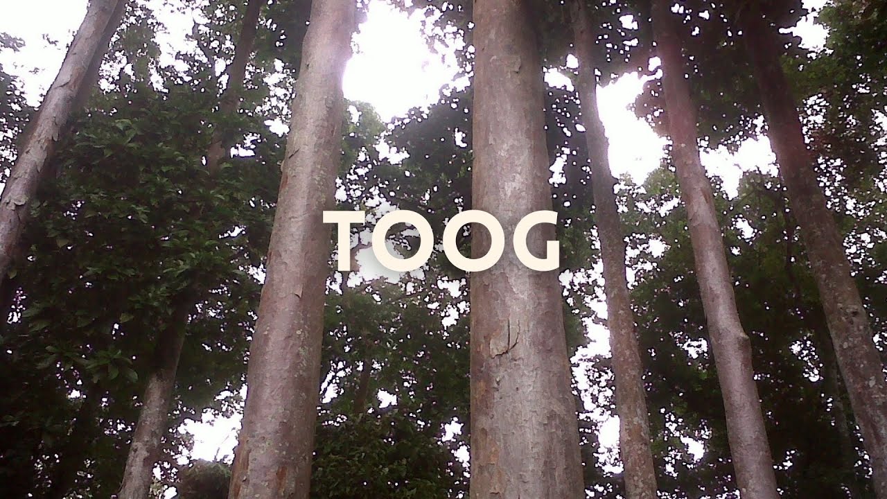 Toog (UPLB Centennial Heritage Trees) - YouTube