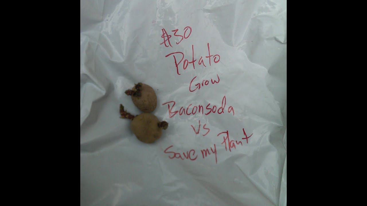 How to Plant Potatoes - Potato Grow Competition - YouTube