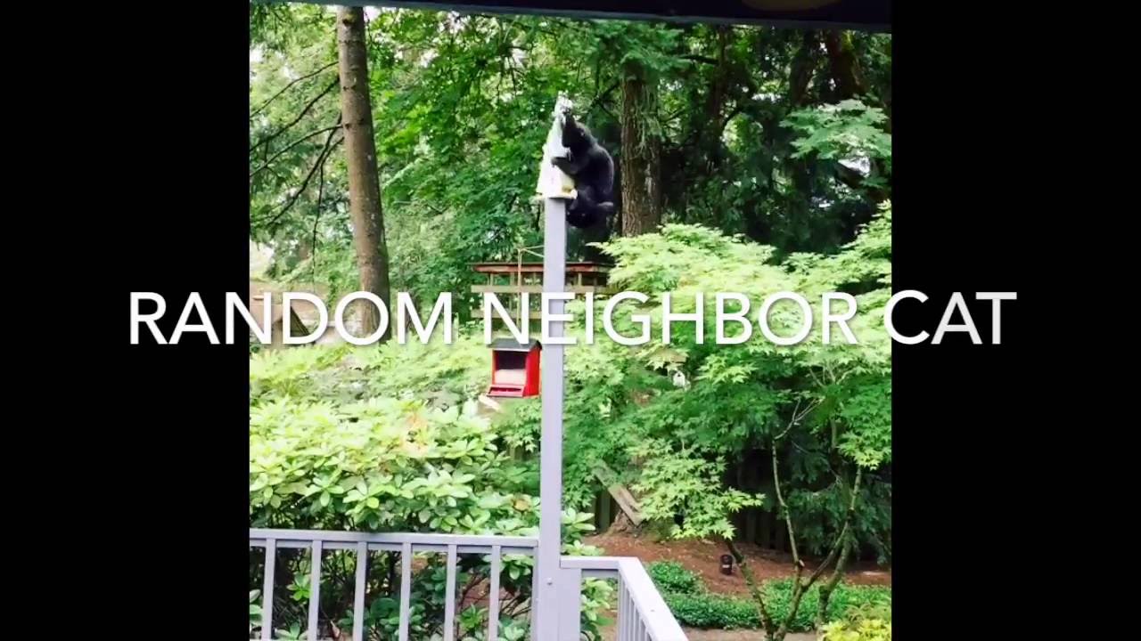 Random Neighbor Cat - YouTube
