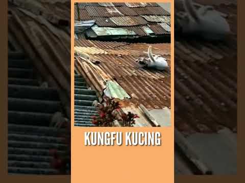 KUNGFU KUCING ⁉️ KUCING BERANTEM SANGAT SADIS DAN MENGERIKAN #shorts
