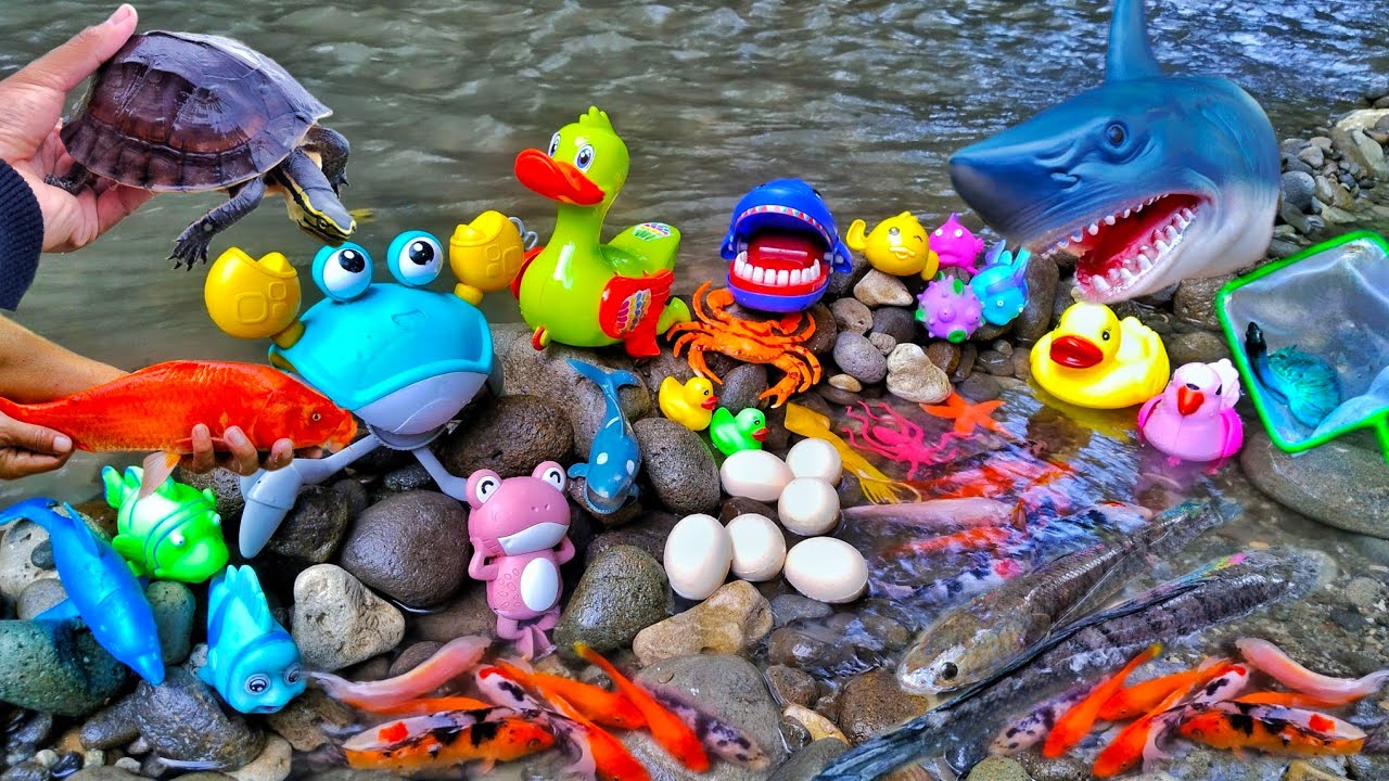 Real sharks catch ornamental fish in rivers, koi fish, betta fish, cork ...