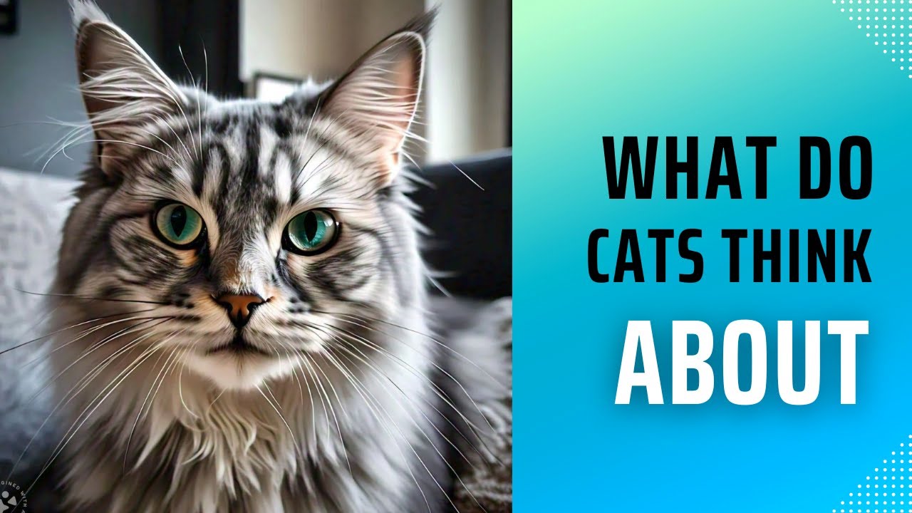 What Do Cats Think About? - YouTube