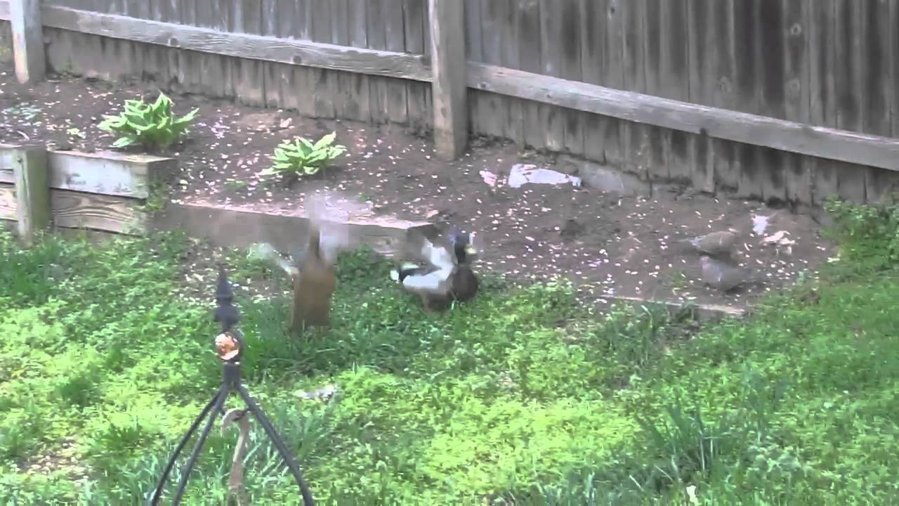 Ducks get scared by dog - YouTube