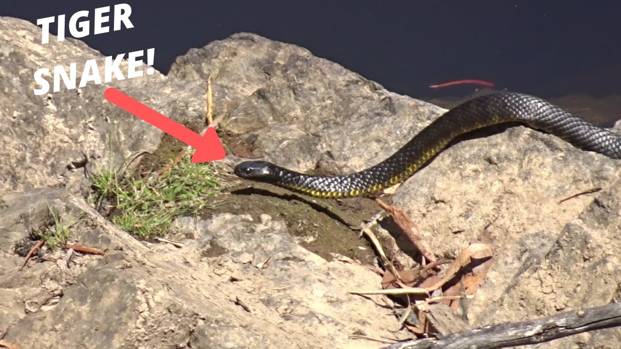 A slithery surprise while fishing (TROUT fishing Tasmania) - YouTube