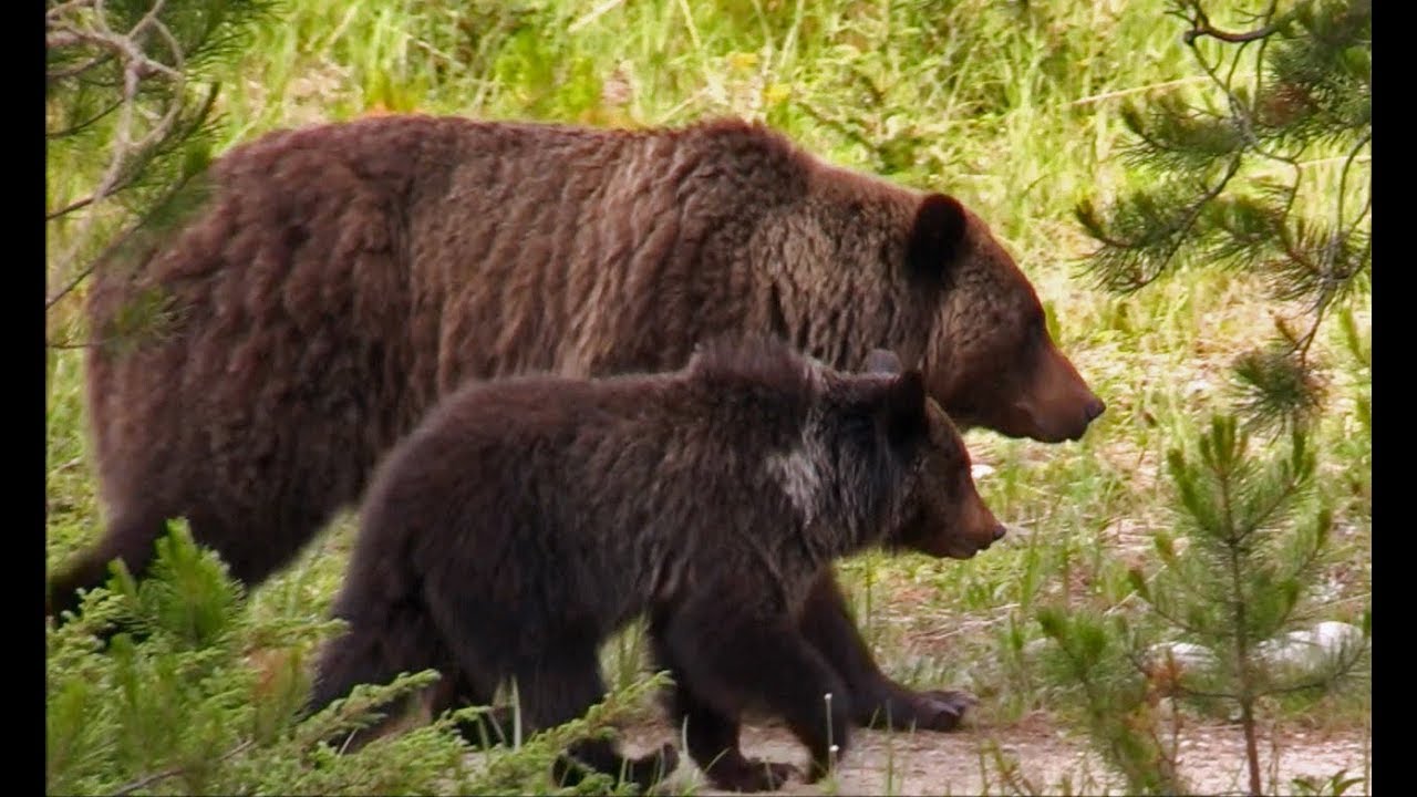 Gentle Hazing of a Grizzly Bear with Cubs in a Canadian Park - YouTube