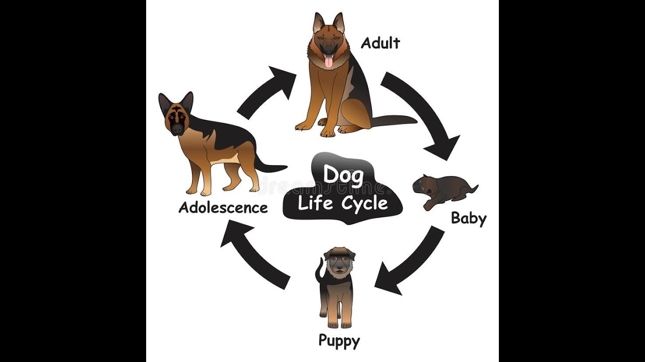 Le cycle des chiens et Casser la tronche a Jose - YouTube