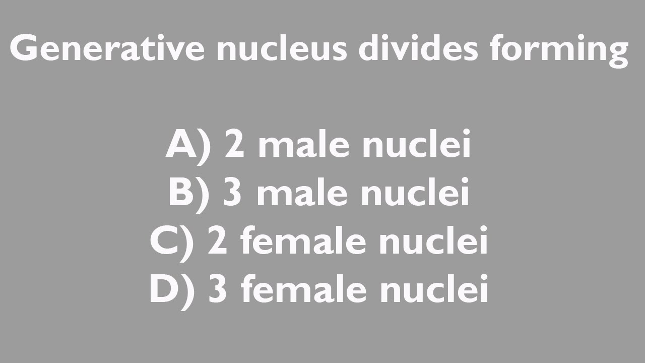 Generative nucleus divides forming - YouTube