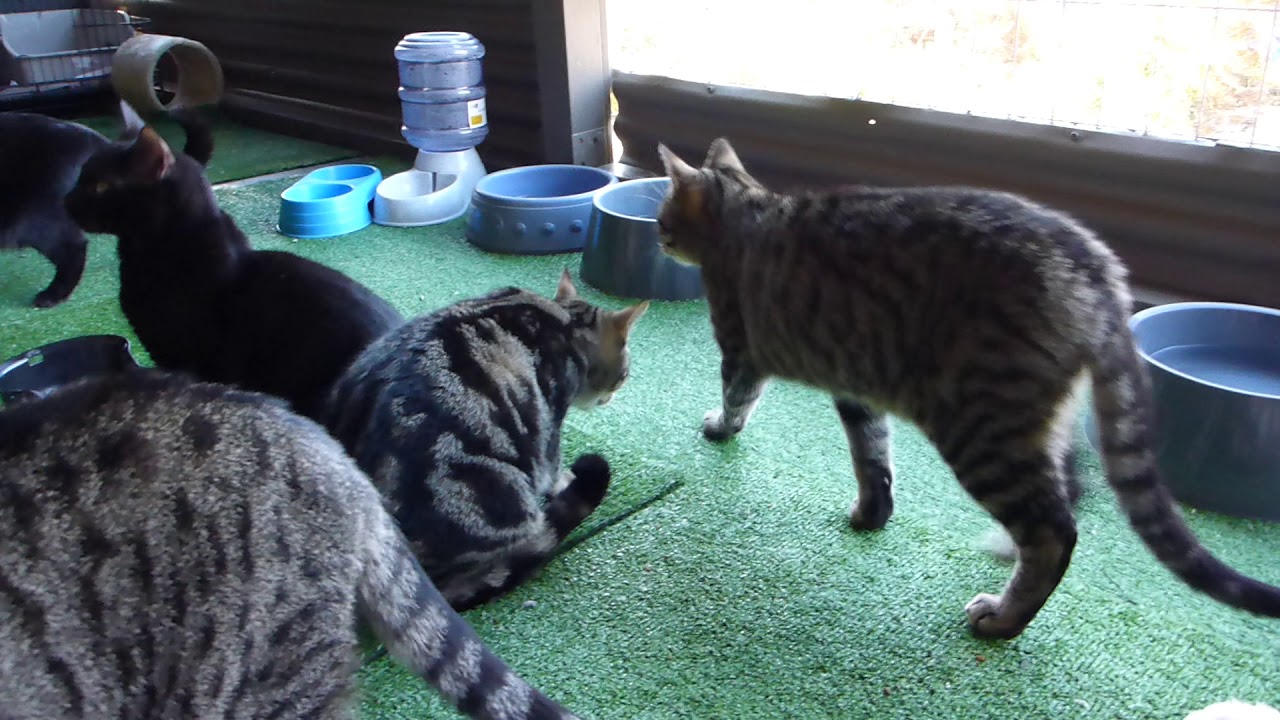 So many cats - YouTube