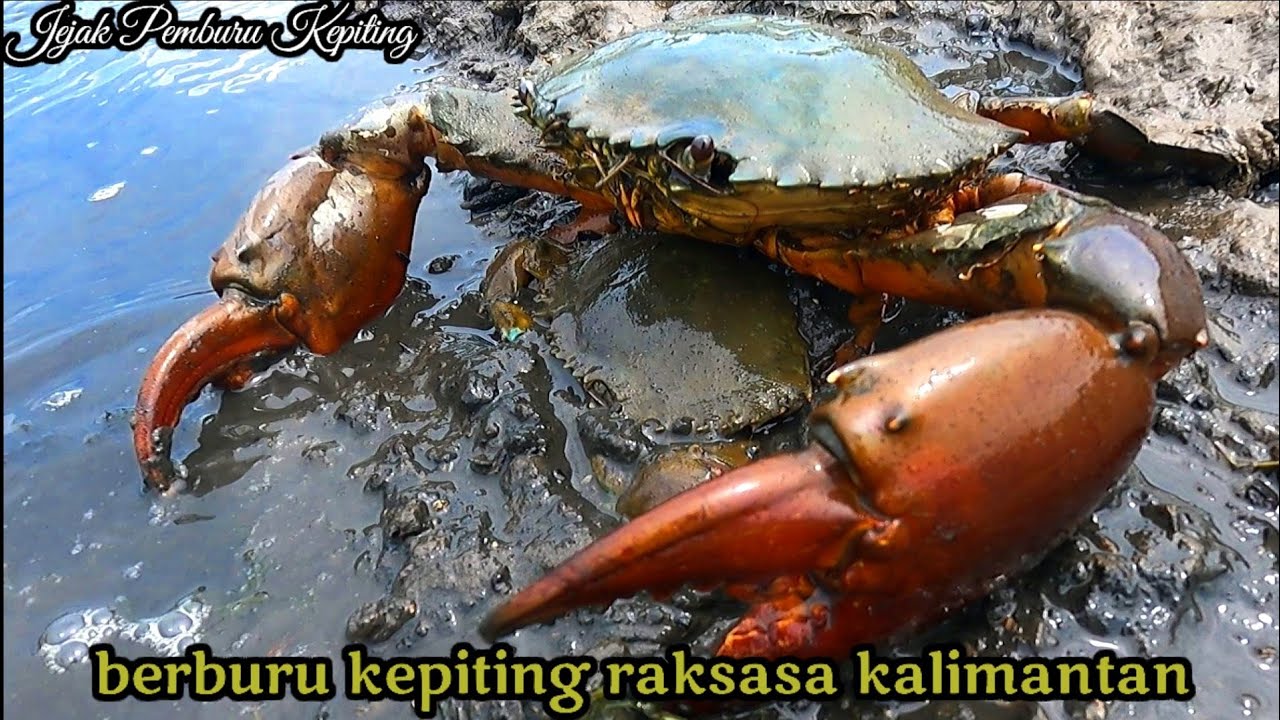 Aksi berburu kepiting raksasa dan udang jumbo dalam lumpur saat air ...