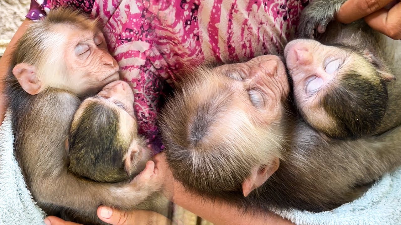 OMG!!! Looook so lovely and warm , Cuteee baby monkey feel warm in ...