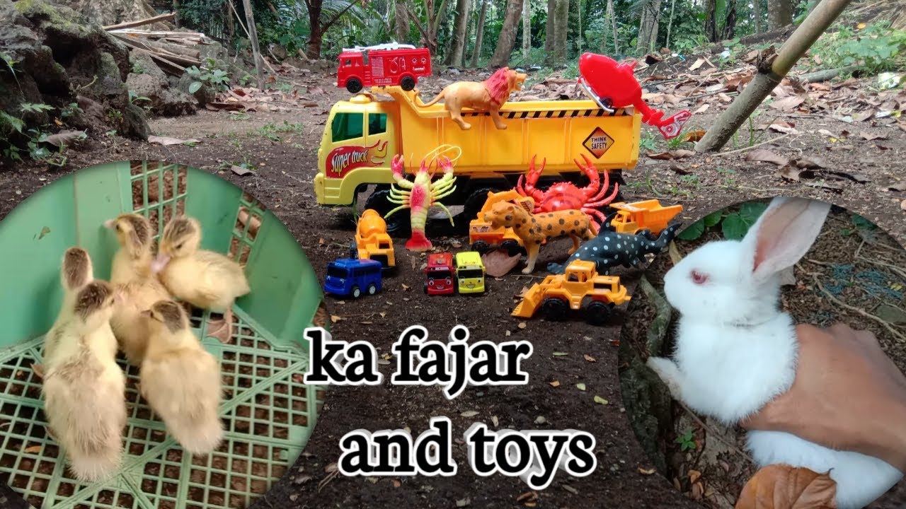 Menemukan kelinci lucu itik mainan mobil dan hewan - YouTube