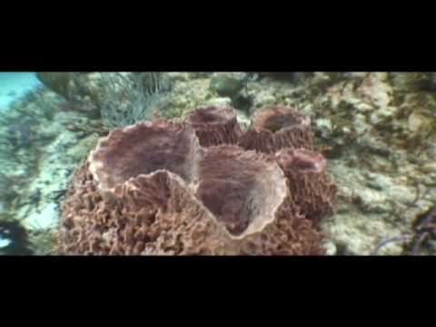 Dive Balam
