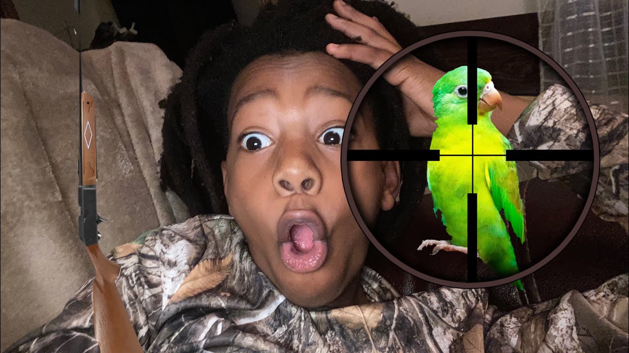 Bird hunting with BB gun 🐤🔫 - YouTube