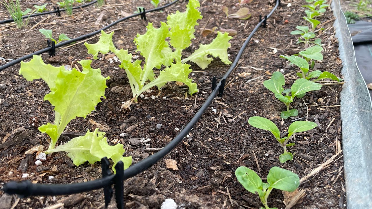 Thinning Cabbage, Planting Lettuce, Killing Ants - YouTube