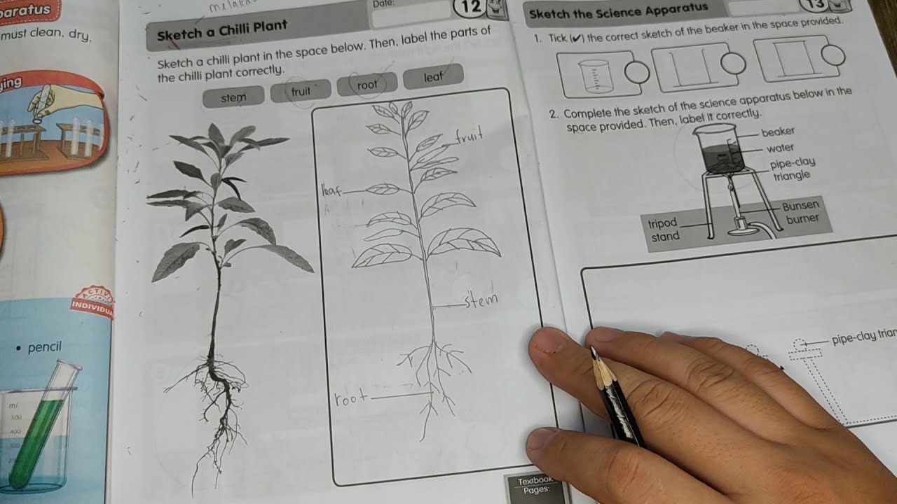 Science Year 3, Manipulative skills, Sketching. Sains Tahun 3 Melakar ...