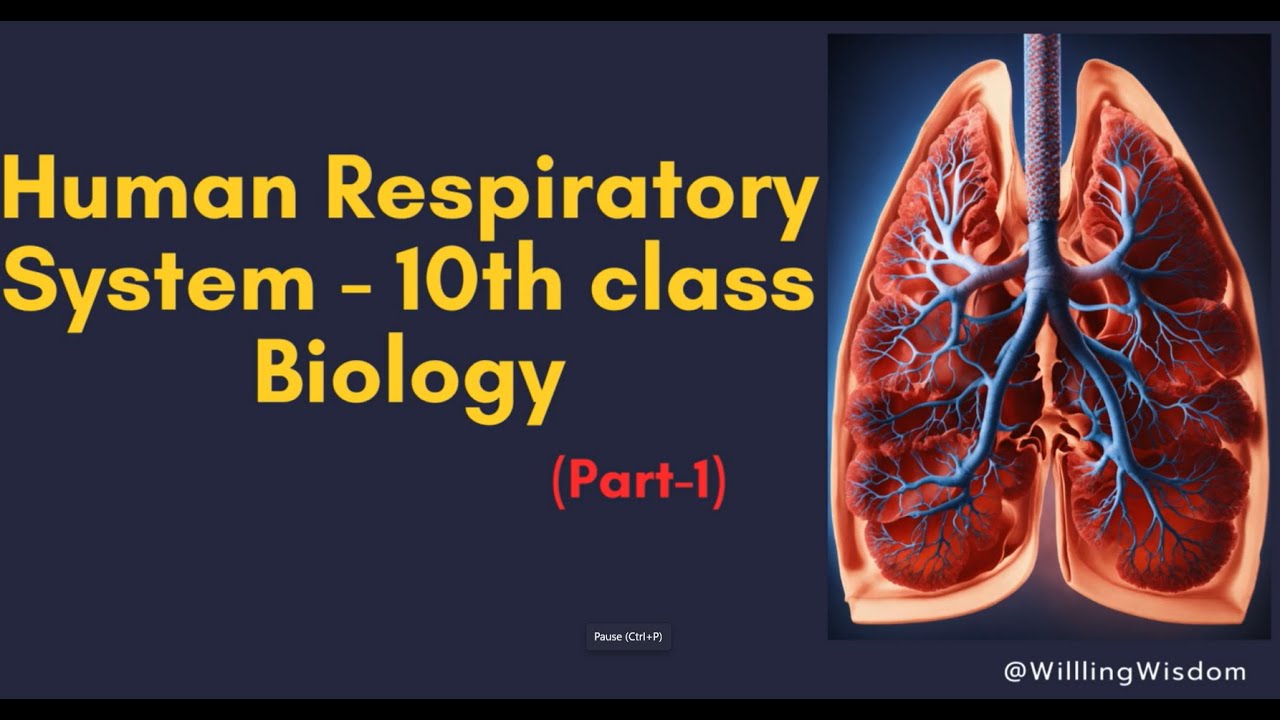 HUMAN RESPIRATORY SYSTEM - Part 1( 10th Class Biology) - YouTube