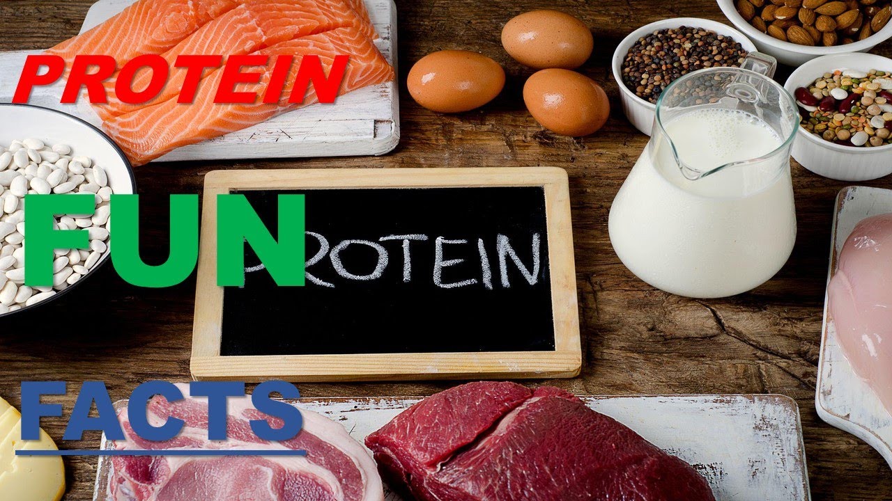 Protein Fun Facts - YouTube