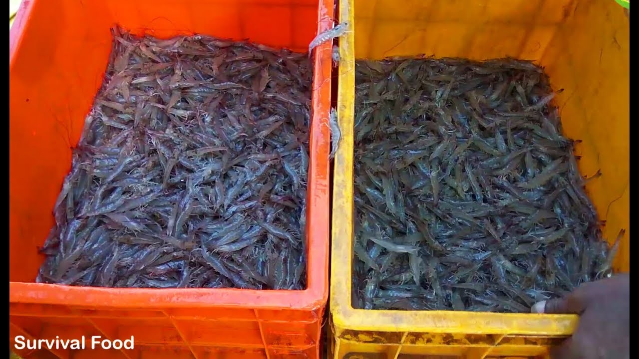 Shrimp fishing | Adolescence prawns catching | shrimp hunting | Prawns ...