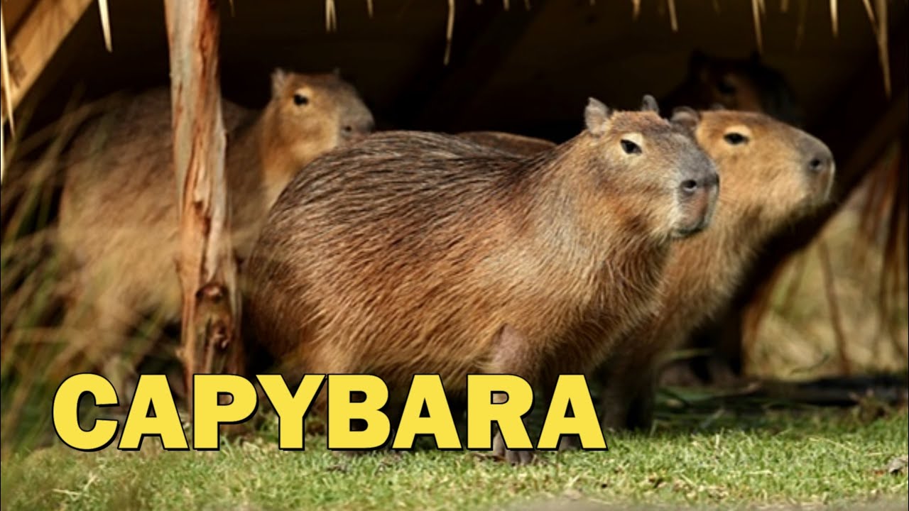Capybara | The sound that the Amazing Capybara makes! - YouTube