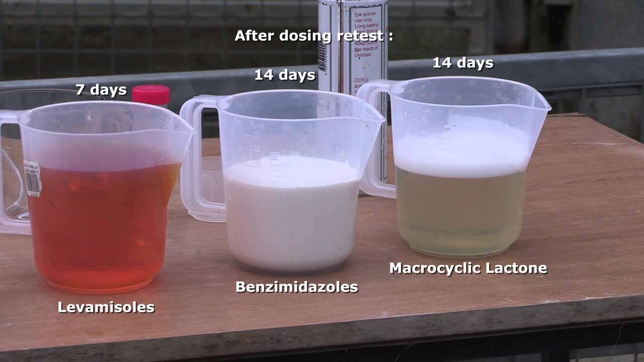 Teagasc Drench Test Stage 2 - YouTube