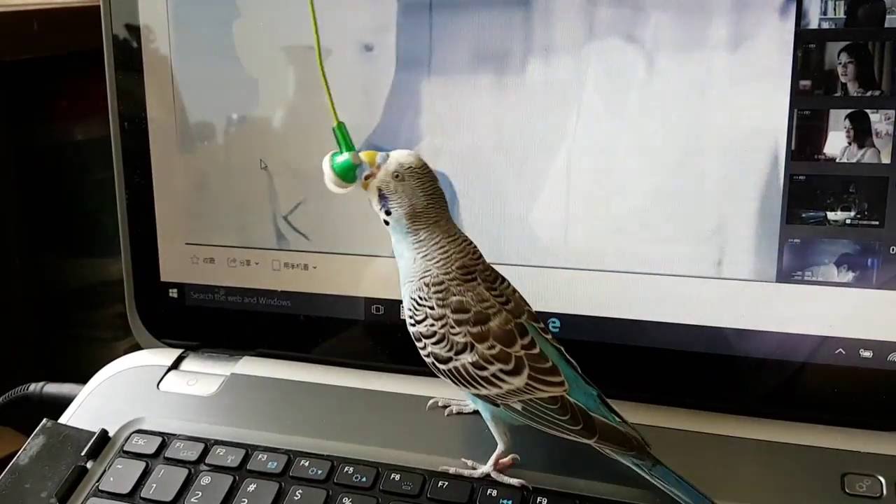 Parakeet & earbuds - YouTube