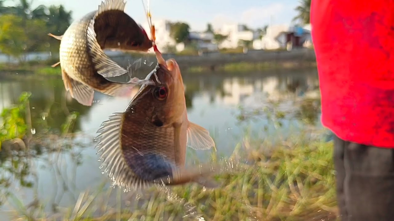 Amazing Double Hook Fishing 🎣🎣 Two fishes in a Single--Casting 🐟🐟 ...