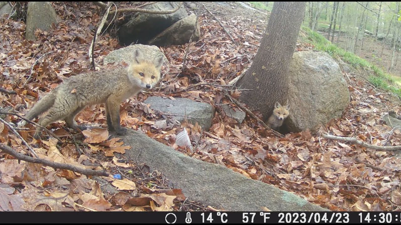 Trail Camera Footage of Adorable Baby Foxes - YouTube